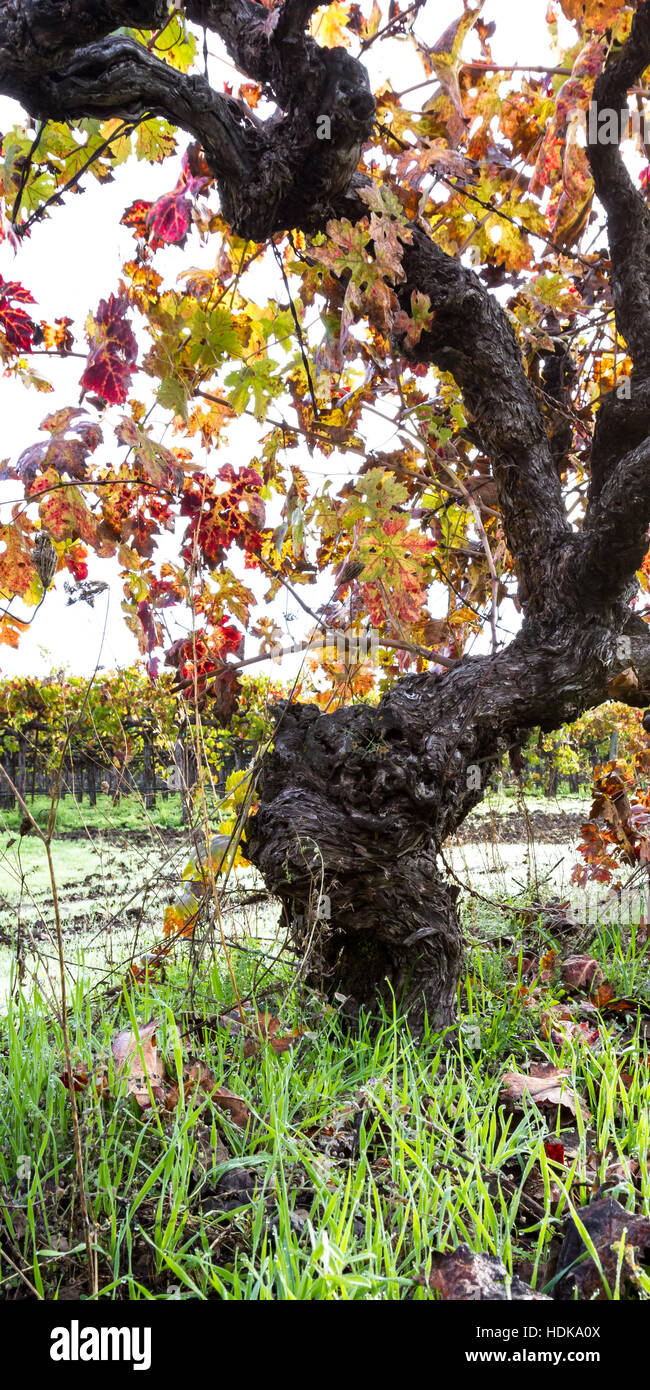 Green thick grass old vineyard hi-res stock photography and images - Alamy