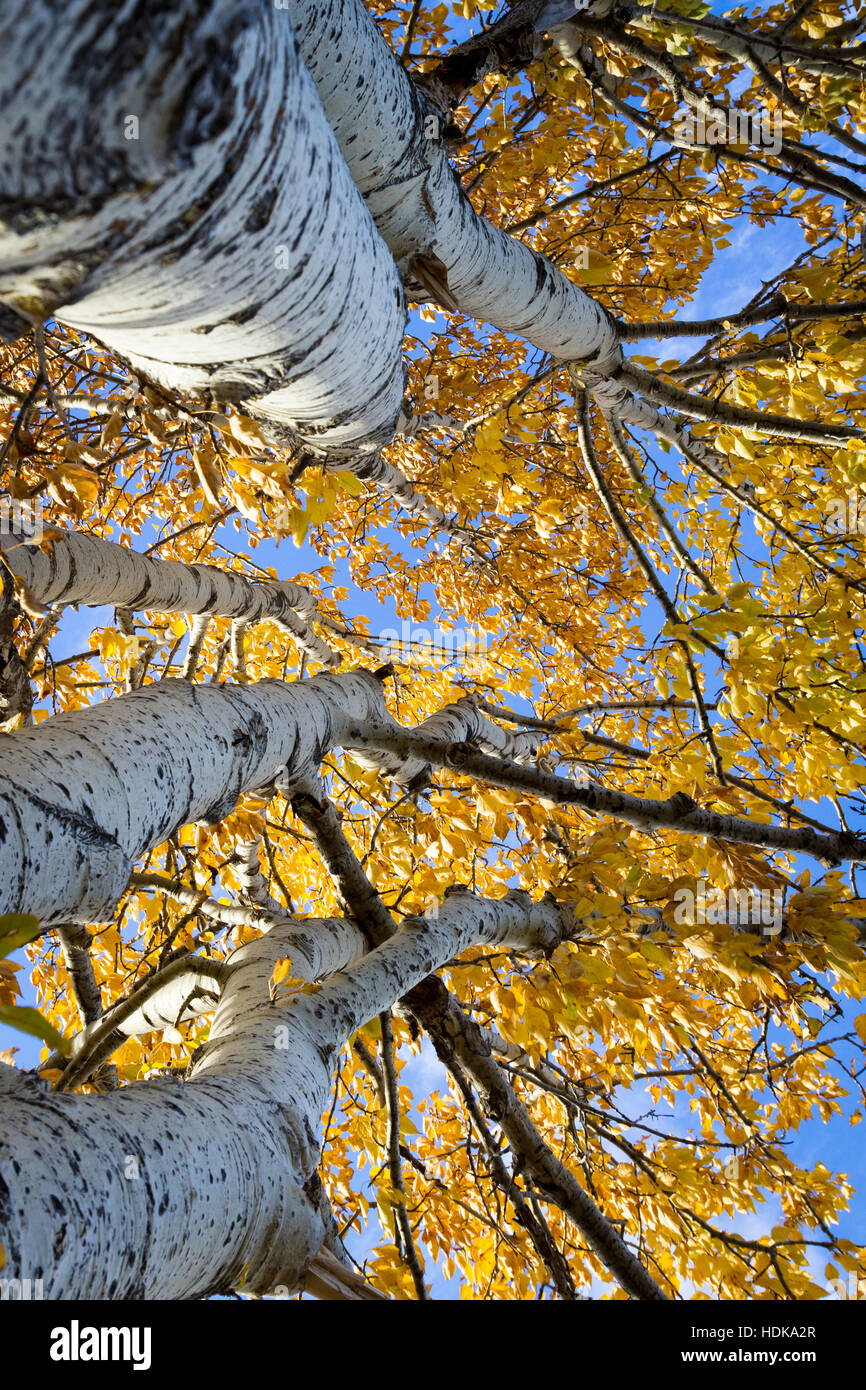 Shot silver birch tree hi-res stock photography and images - Alamy
