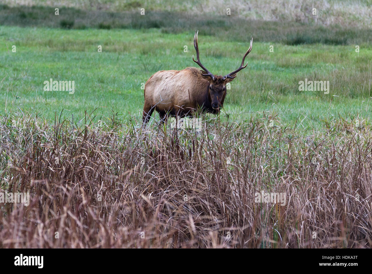 Roosevelt elk north coast california hi-res stock photography and ...