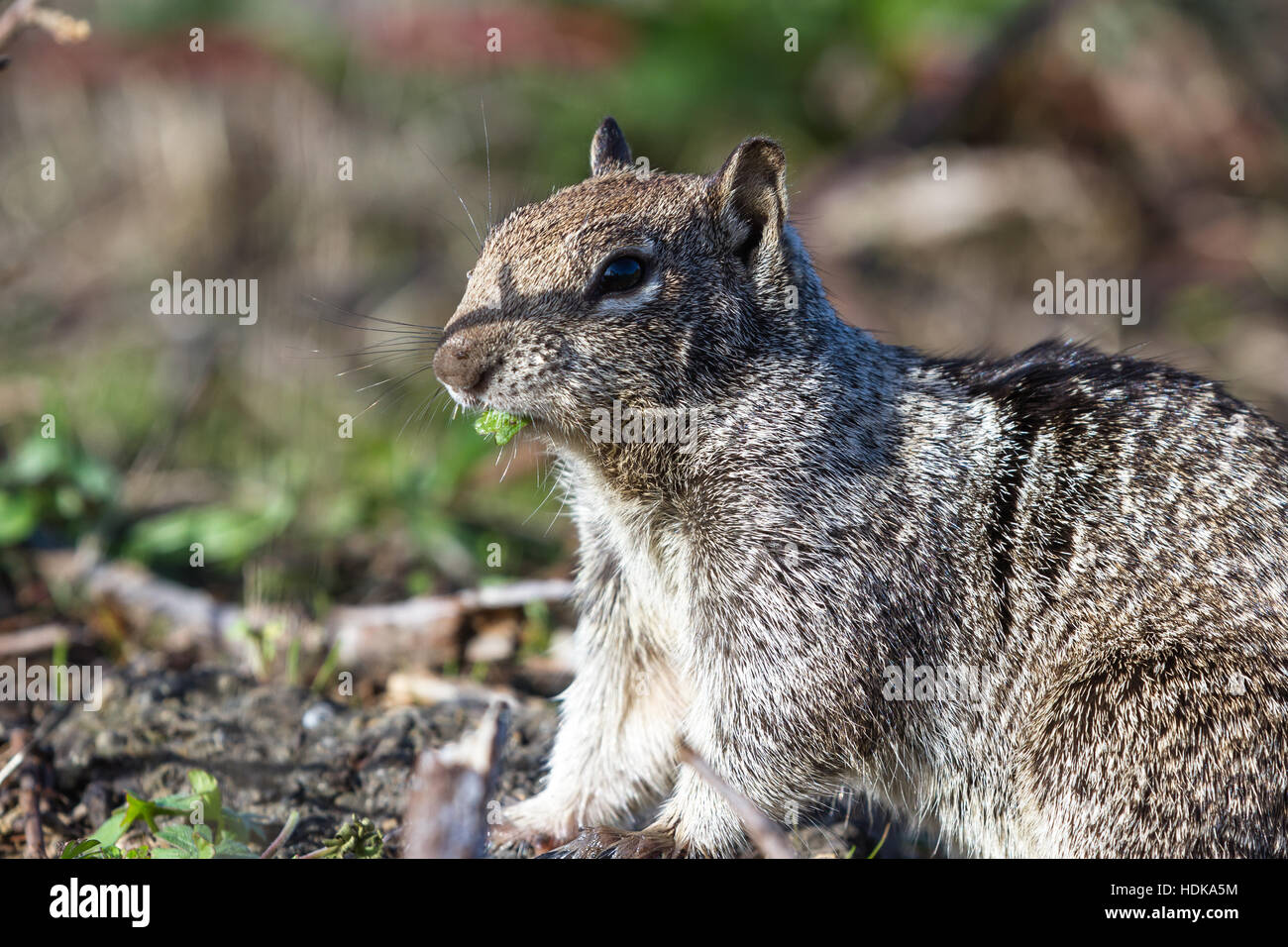 close up of a grey ground squirrel eating a green leaf Stock Photo - Alamy