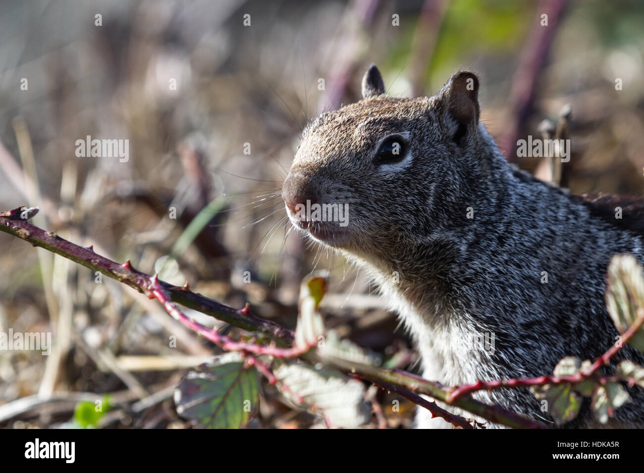 Grey Ground Squirrel High Resolution Stock Photography and Images - Alamy