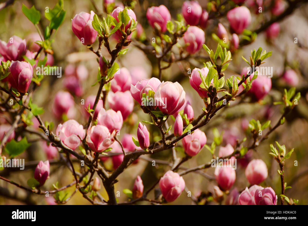 Magnolia spring flowers Stock Photo - Alamy