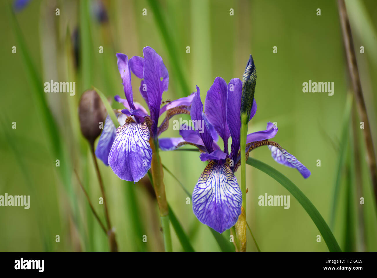 Iris flower in nature Stock Photo - Alamy