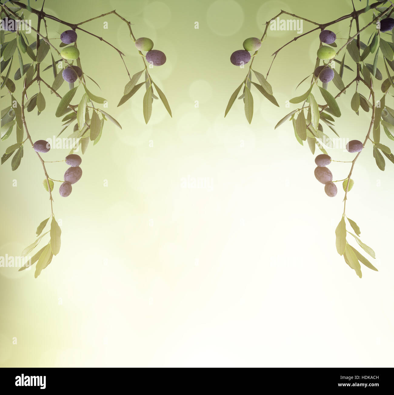 Olive branch card Stock Photo - Alamy