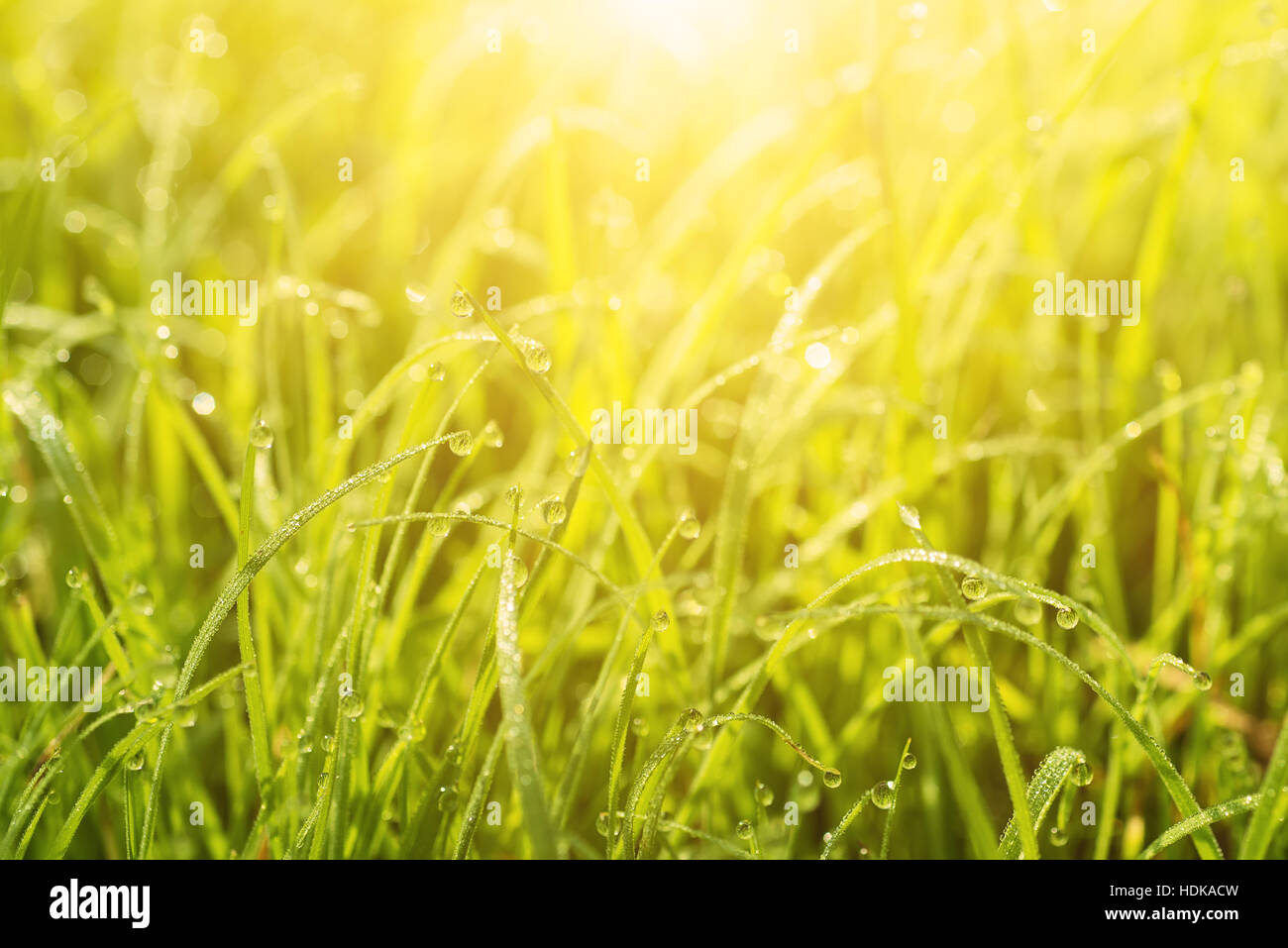 Natural abstract sunny background Stock Photo - Alamy