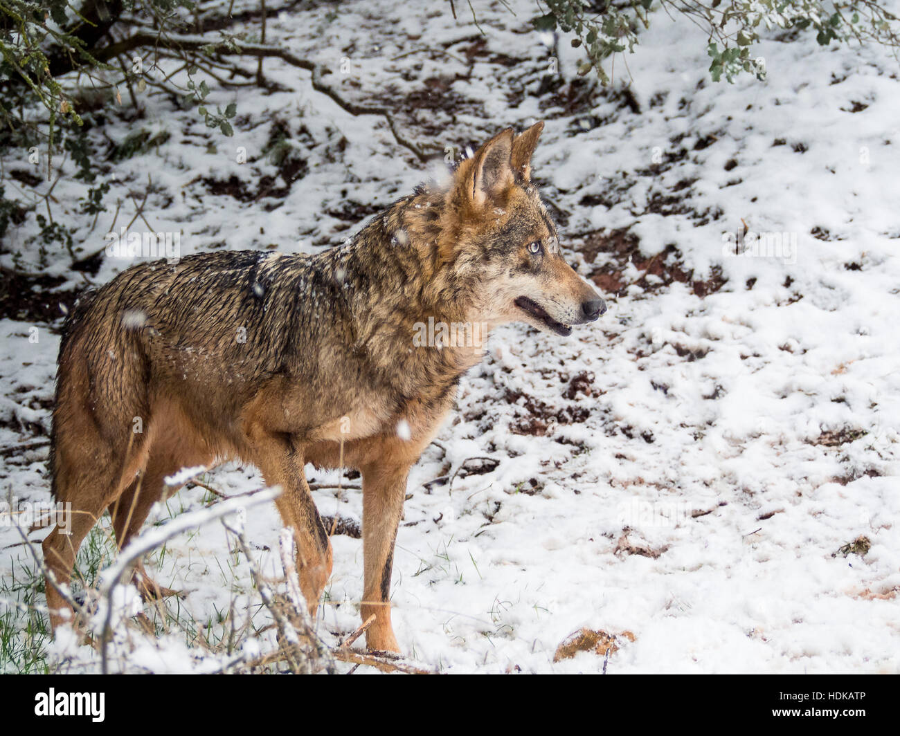 Wolf female in the snow in winter in the forest Stock Photo - Alamy