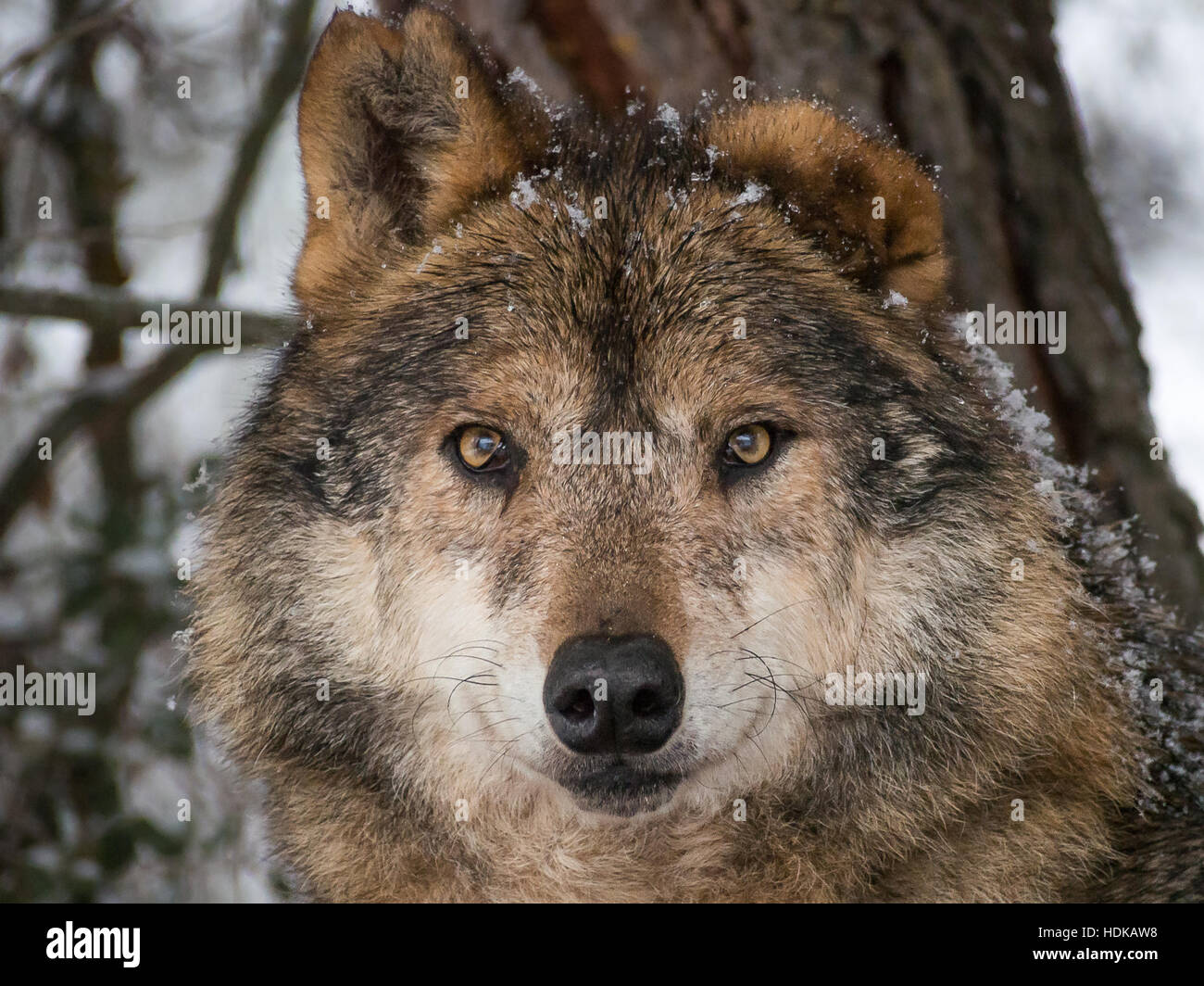 Closeup portrait of a wild wolf hi-res stock photography and images - Alamy