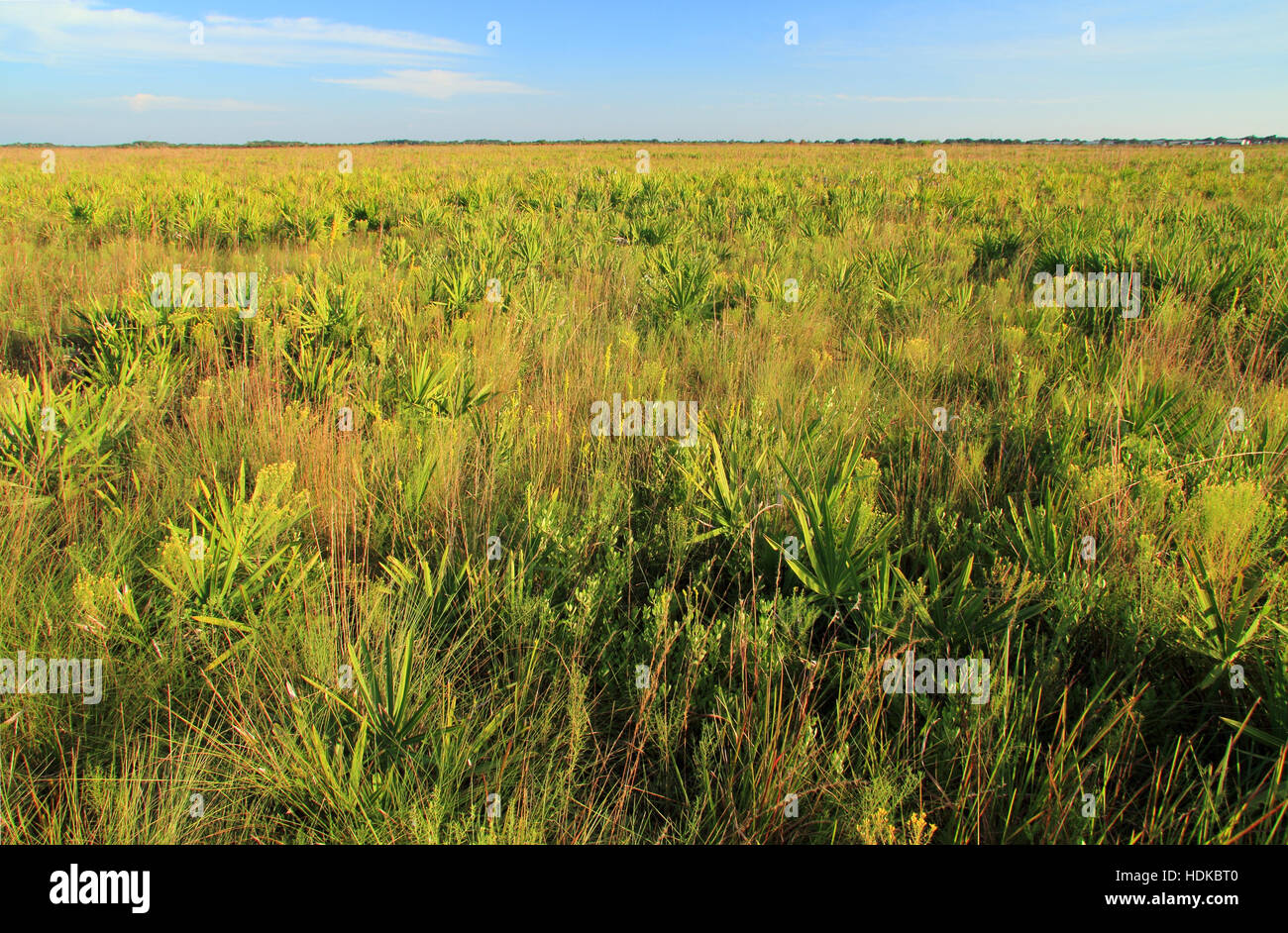 Kissimmee Prairie Preserve State Park in the State Of Florida Stock ...