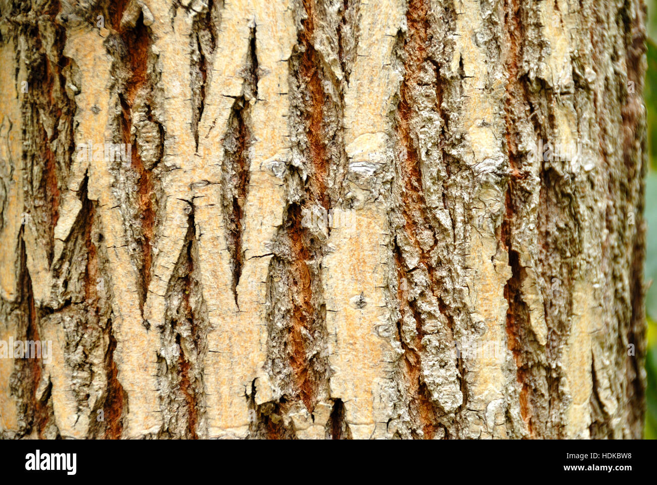Tree bark. Details. Close up. Texture Stock Photo - Alamy
