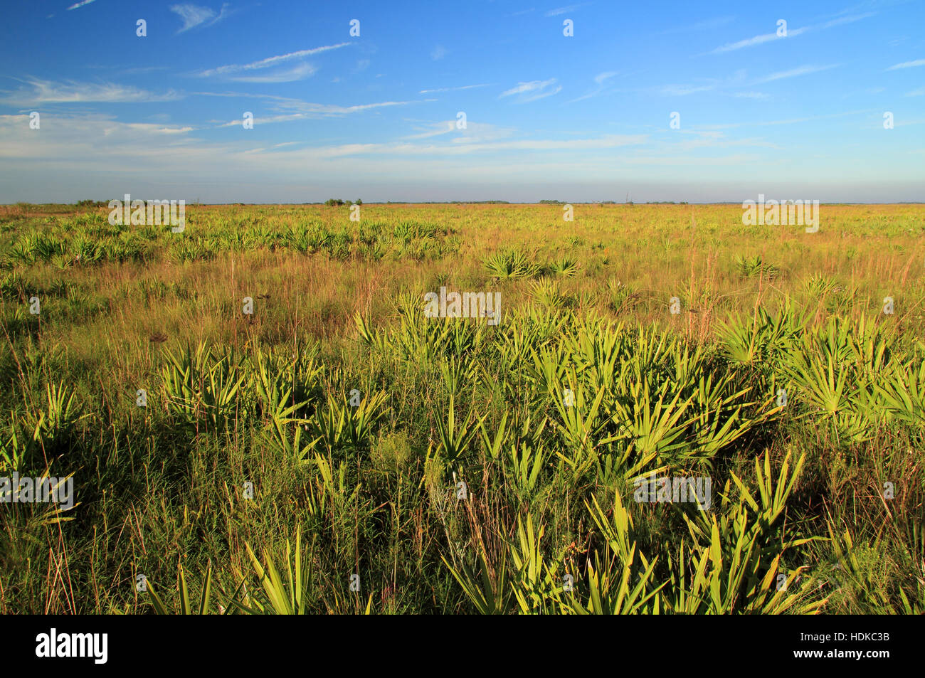 Kissimmee Prairie Preserve State Park in the State Of Florida Stock ...