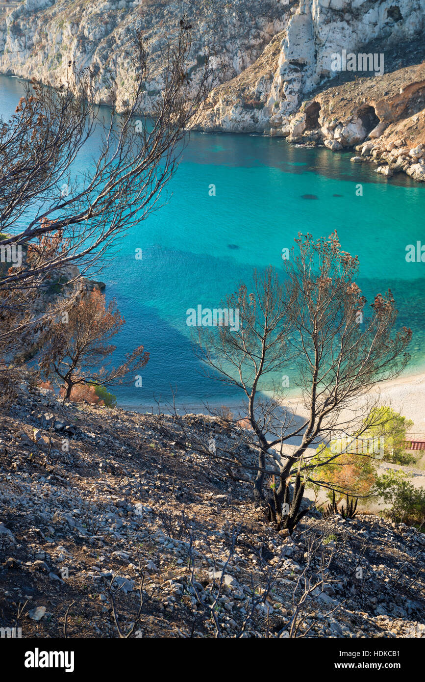 Aftermath of a large forest fire with burned trees Stock Photo - Alamy