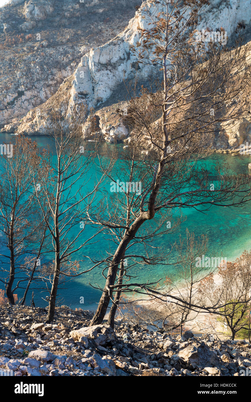 Aftermath of a large forest fire with burned trees Stock Photo - Alamy