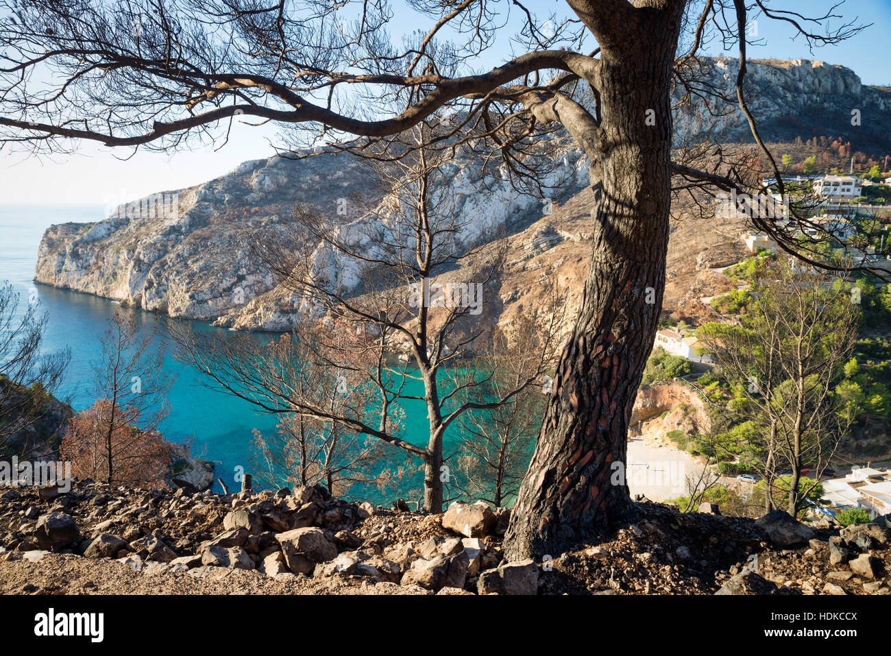 Aftermath of a large forest fire with burned trees Stock Photo - Alamy