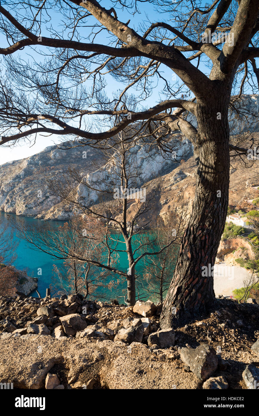 Aftermath of a large forest fire with burned trees Stock Photo - Alamy