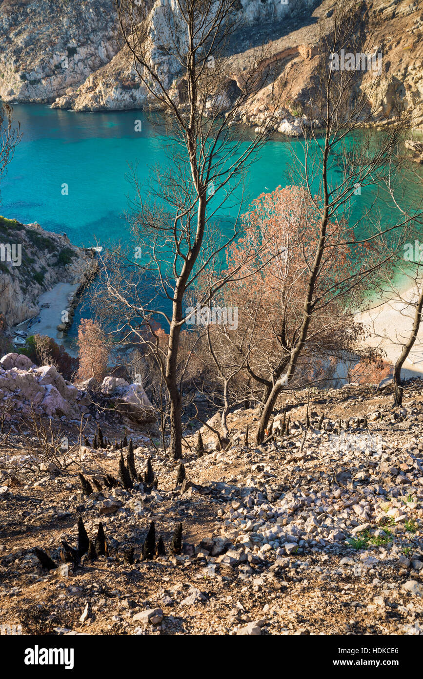 Aftermath of a large forest fire with burned trees Stock Photo - Alamy