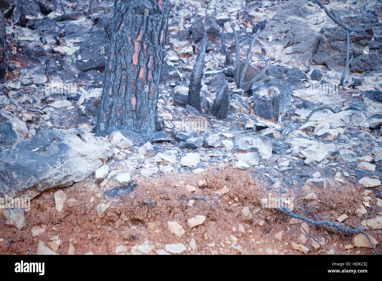 Aftermath of a large forest fire with burned trees Stock Photo - Alamy