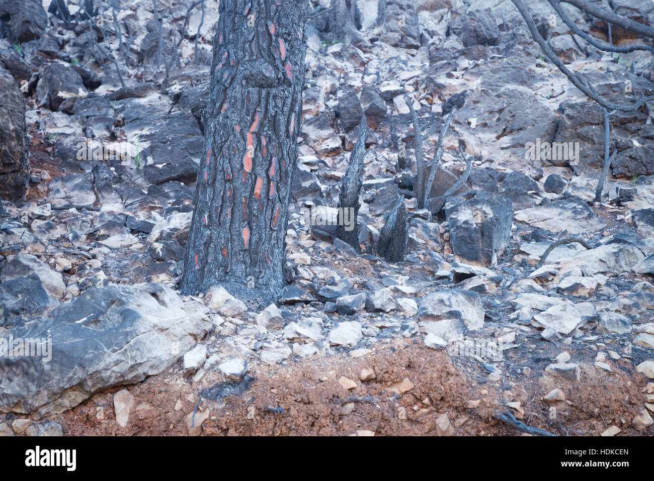 Aftermath of a large forest fire with burned trees Stock Photo - Alamy
