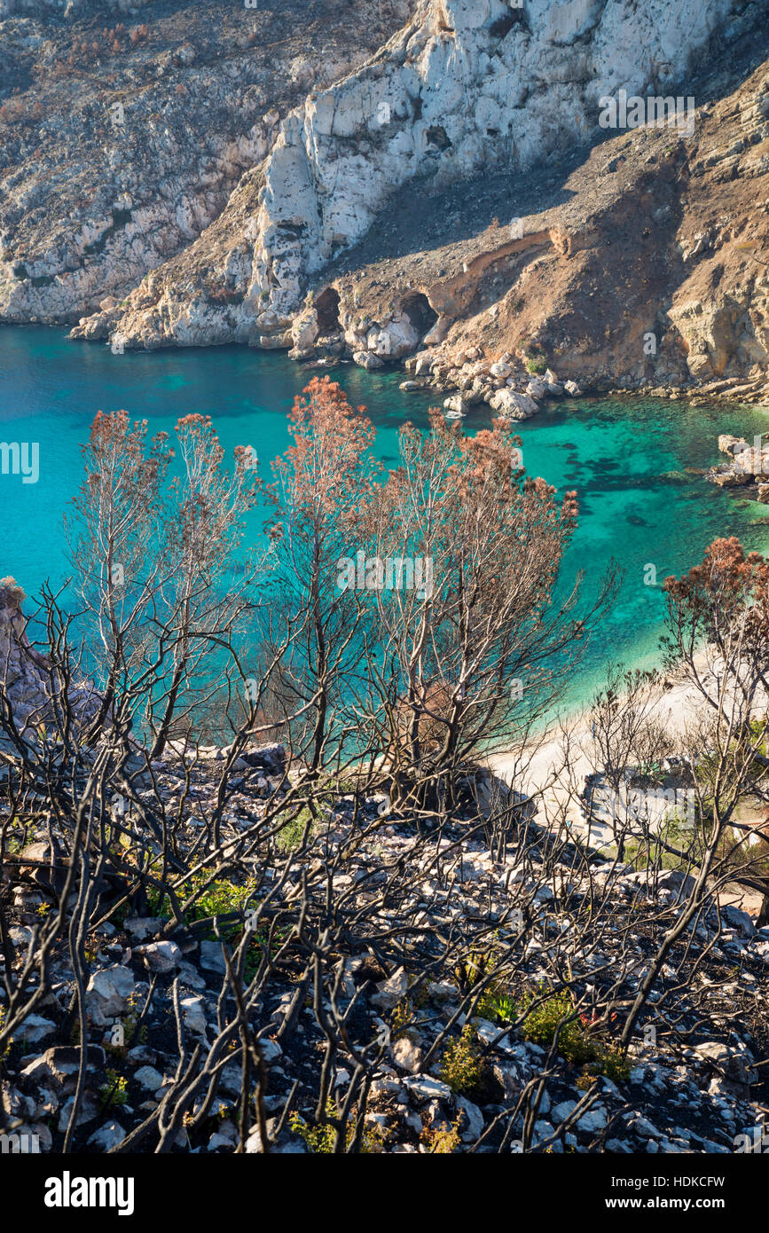Aftermath of a large forest fire with burned trees Stock Photo - Alamy