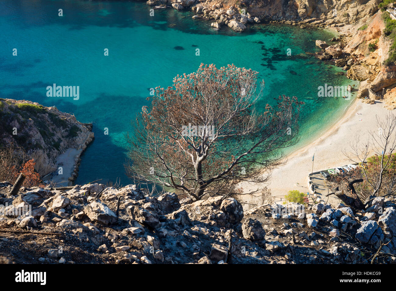 Aftermath of a large forest fire with burned trees Stock Photo - Alamy