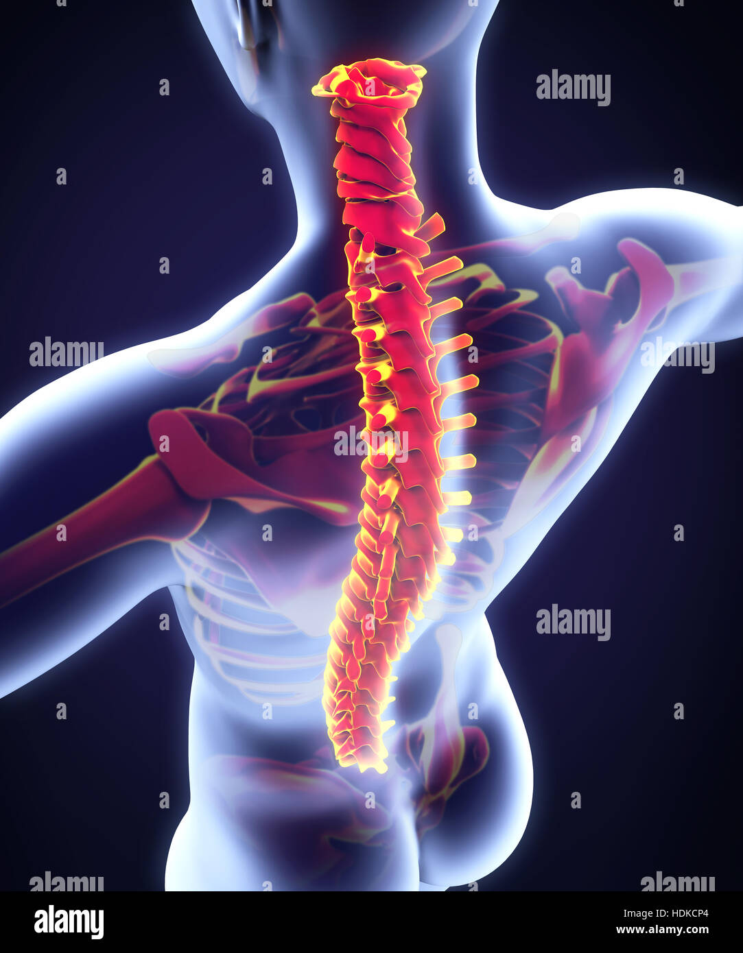 Human Spine Anatomy Stock Photo - Alamy