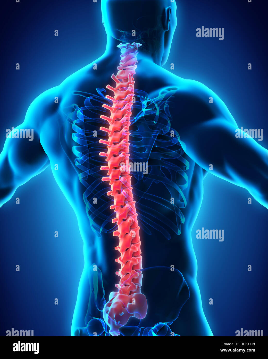 Human Spine Anatomy Stock Photo - Alamy