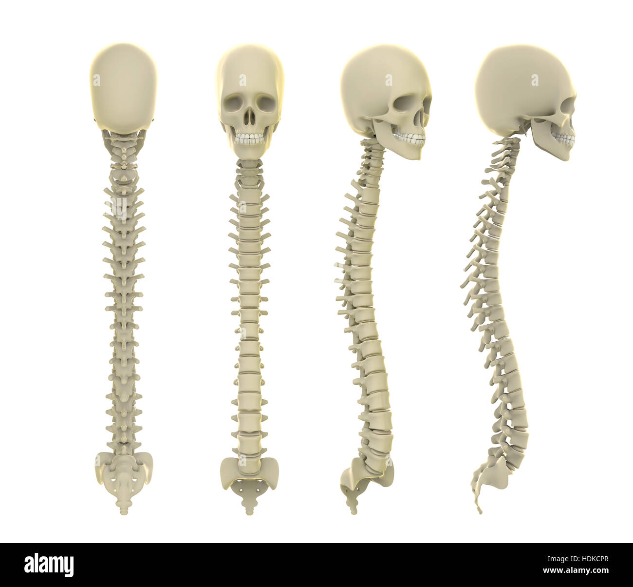 Human Spine Anatomy Stock Photo - Alamy