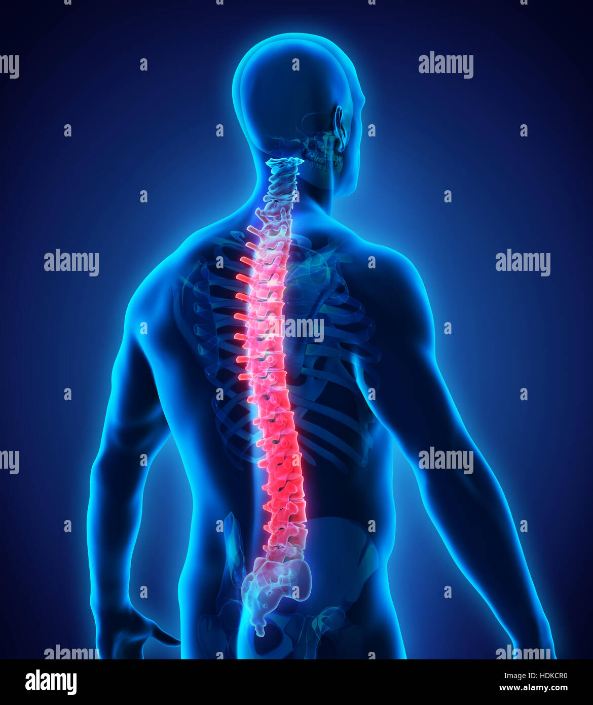 Spine Anatomy High Resolution Stock Photography and Images - Alamy
