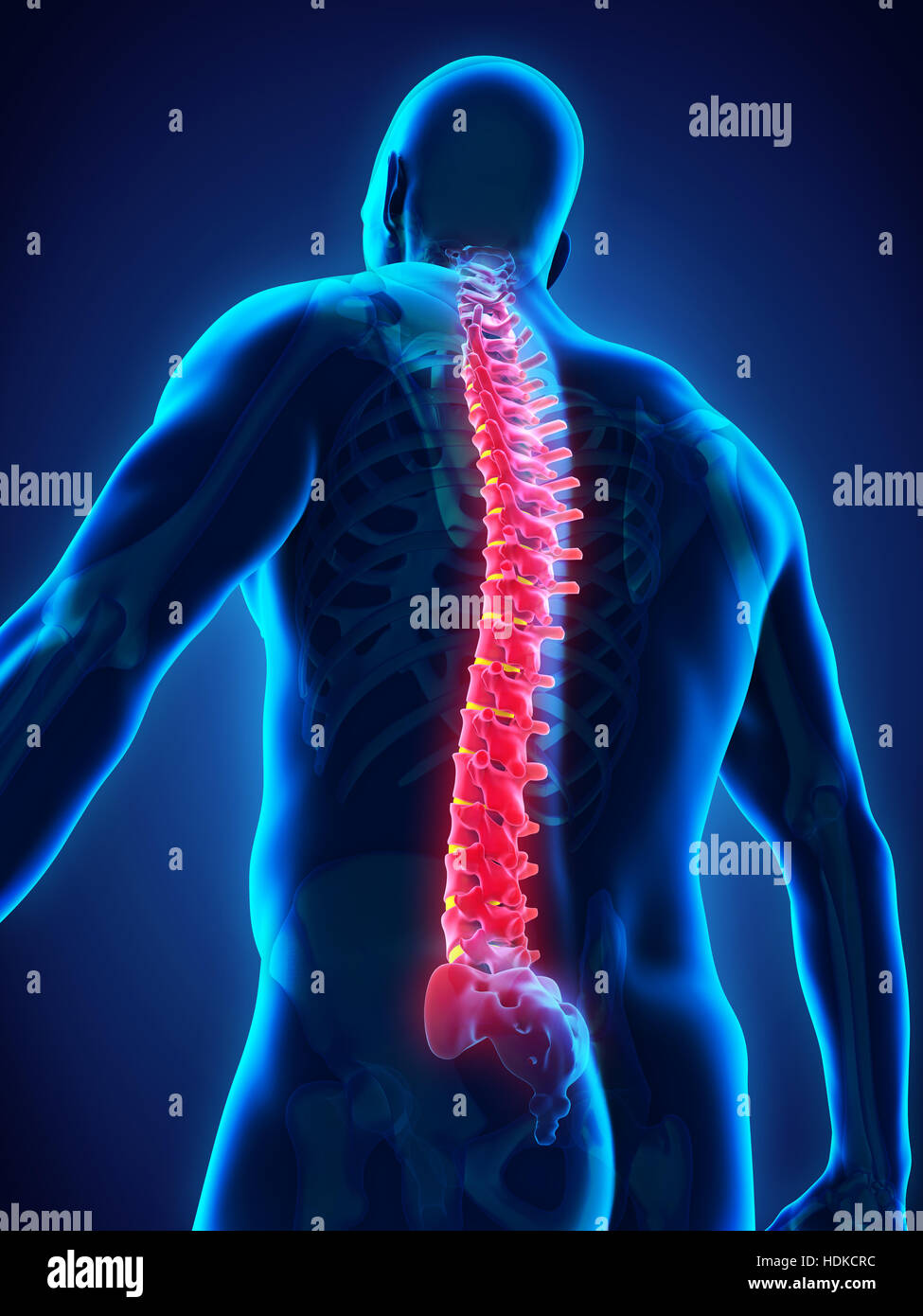 Human Spine Anatomy Stock Photo - Alamy