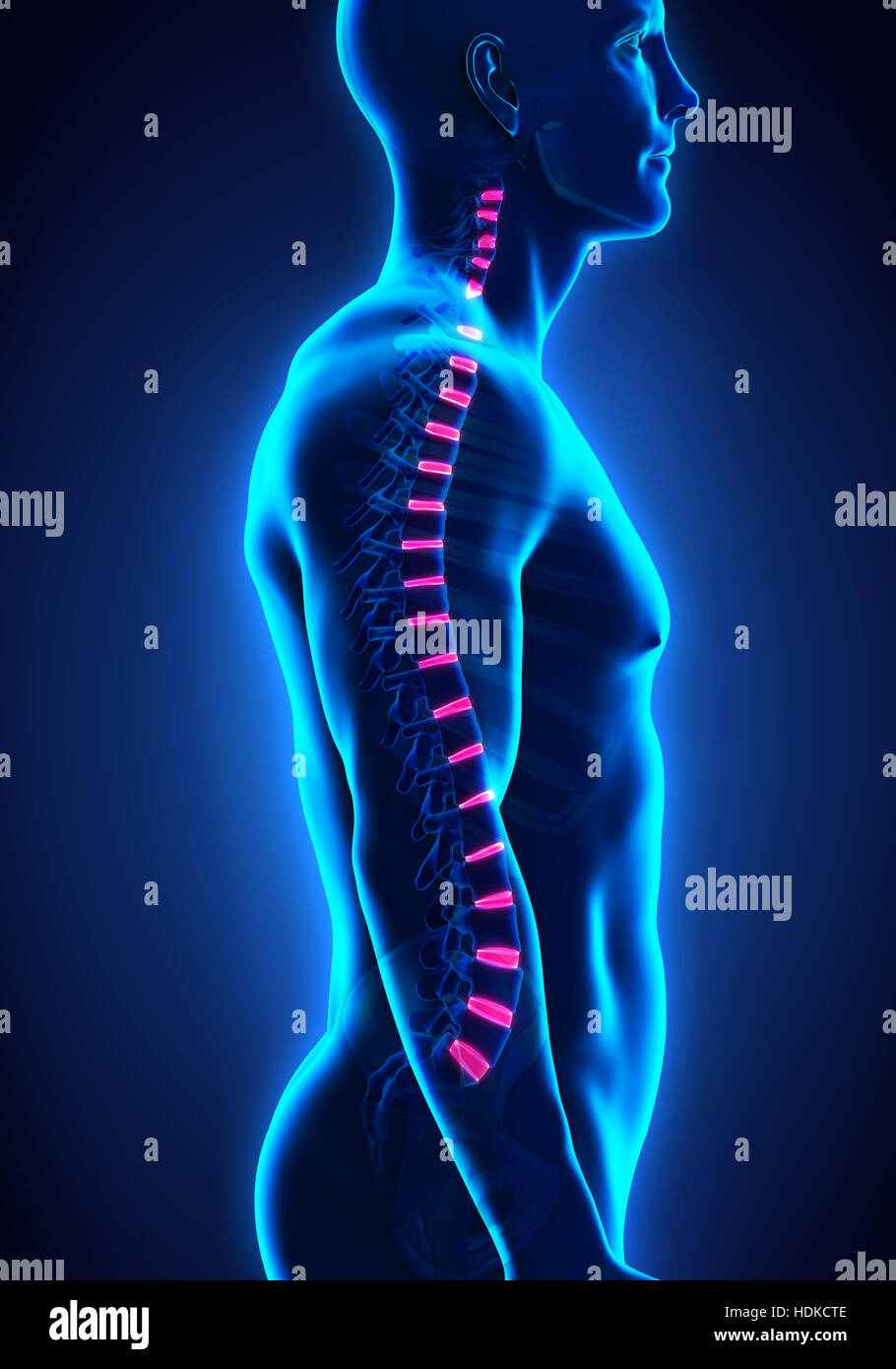 Backbone Intervertebral Disc Anatomy Stock Photo - Alamy