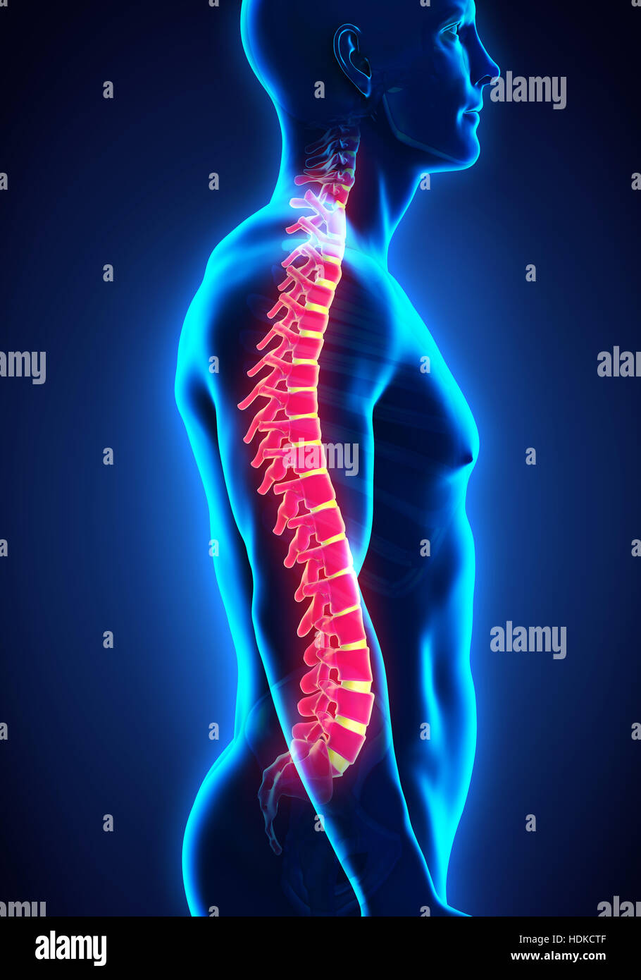 Human Spine Anatomy Stock Photo - Alamy