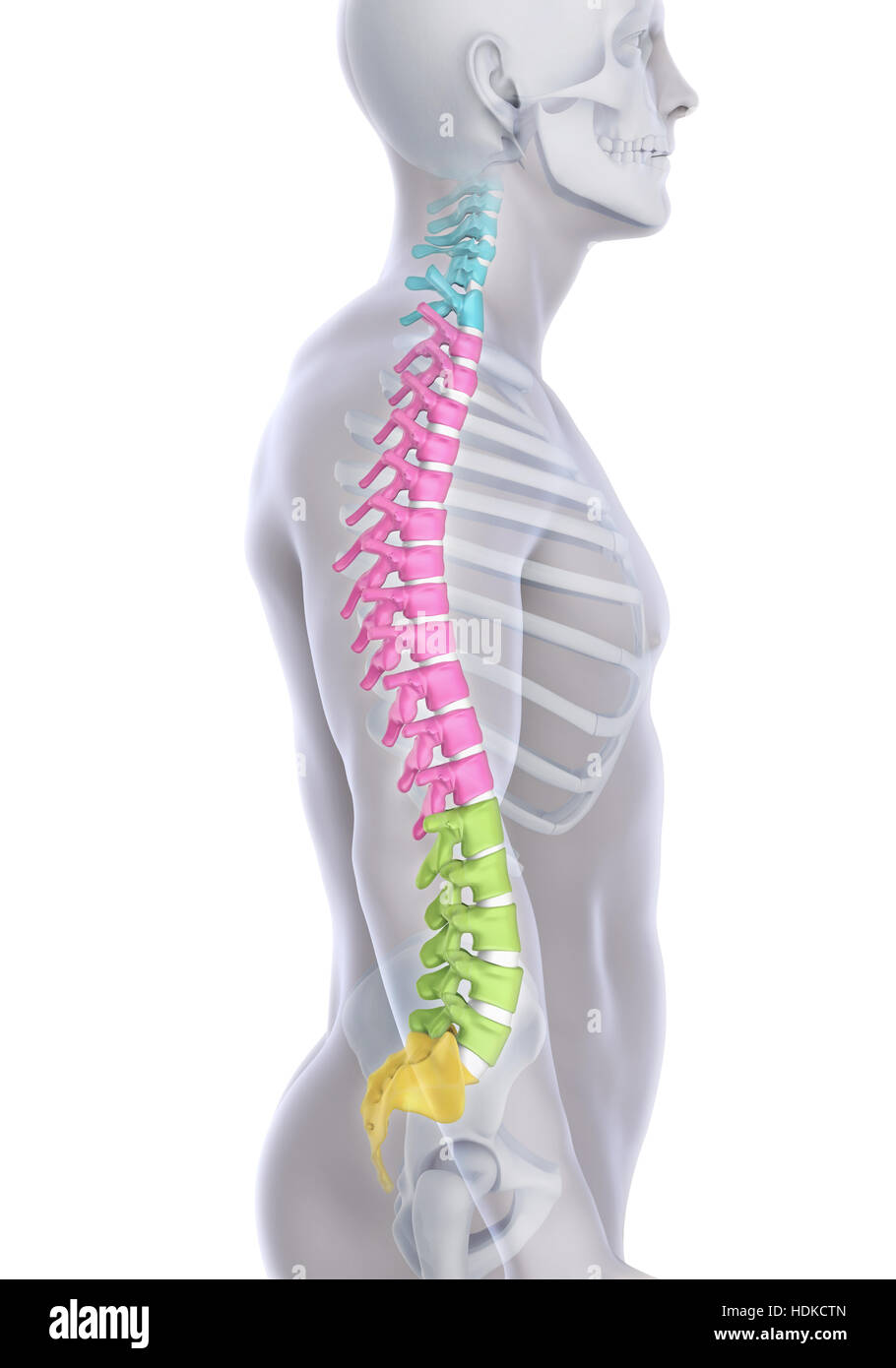 Human Spine Anatomy Stock Photo - Alamy