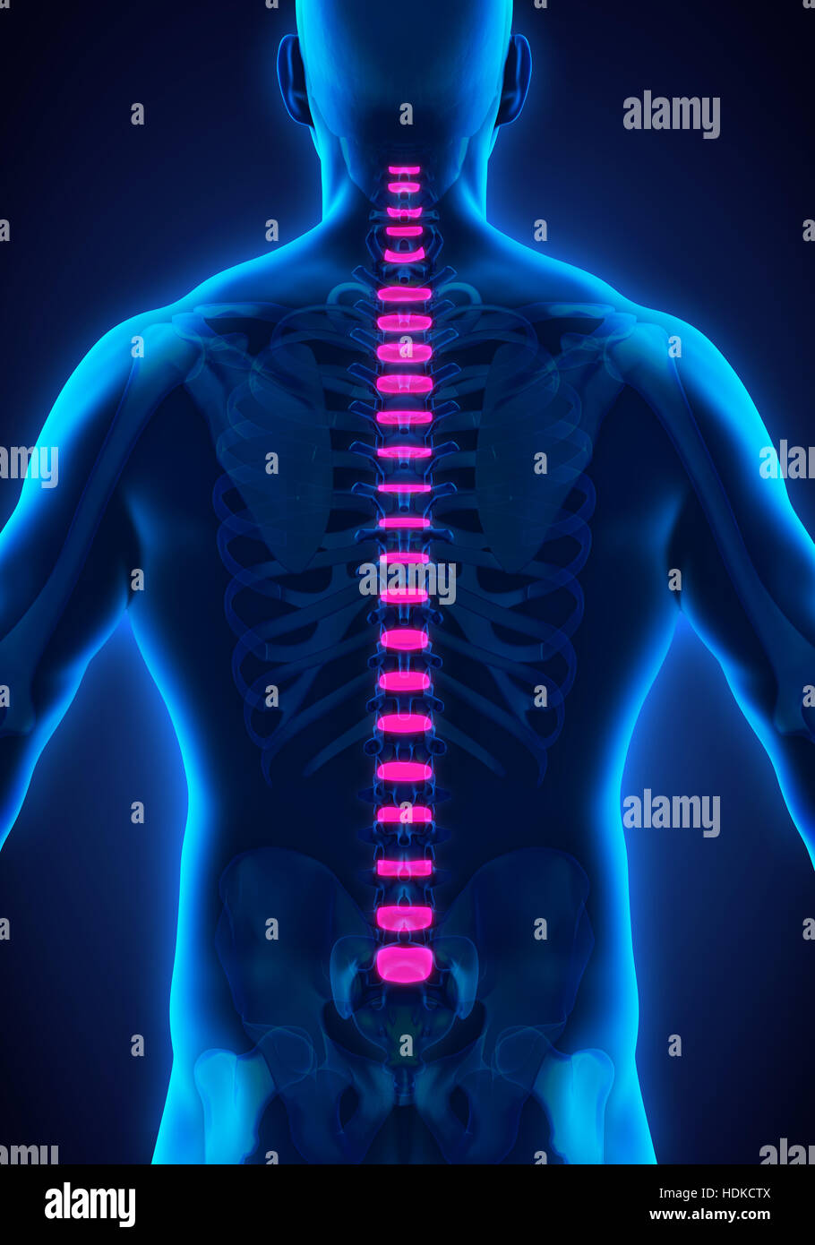 Spinal Disc Stock Photos & Spinal Disc Stock Images - Alamy