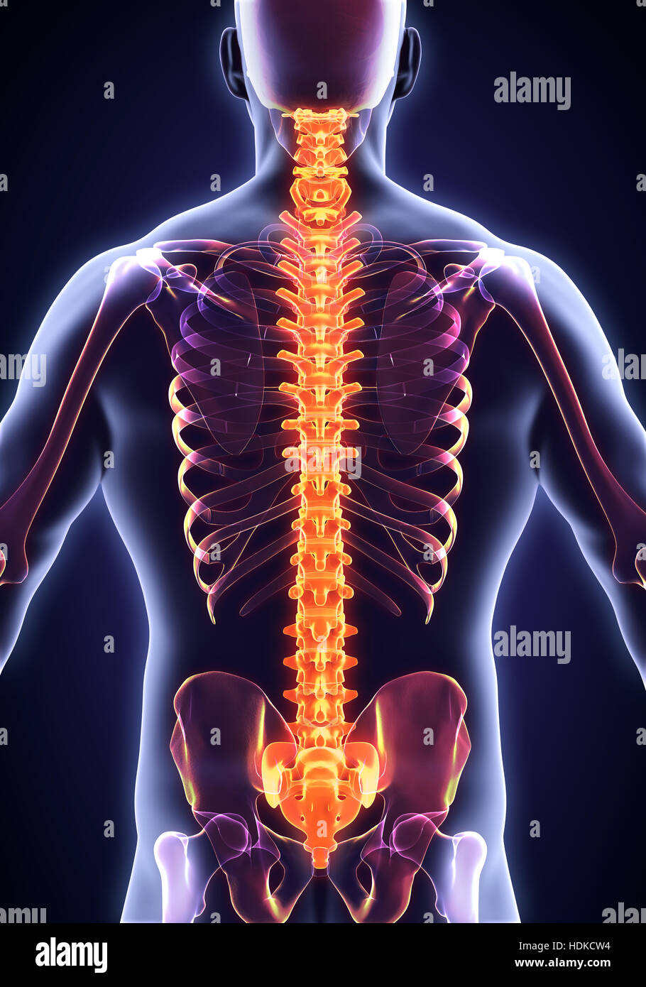 Human Spine Anatomy Stock Photo - Alamy