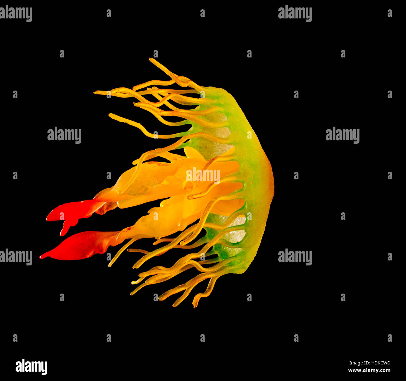 Multi colored jellyfish isolated on a black background Stock Photo - Alamy