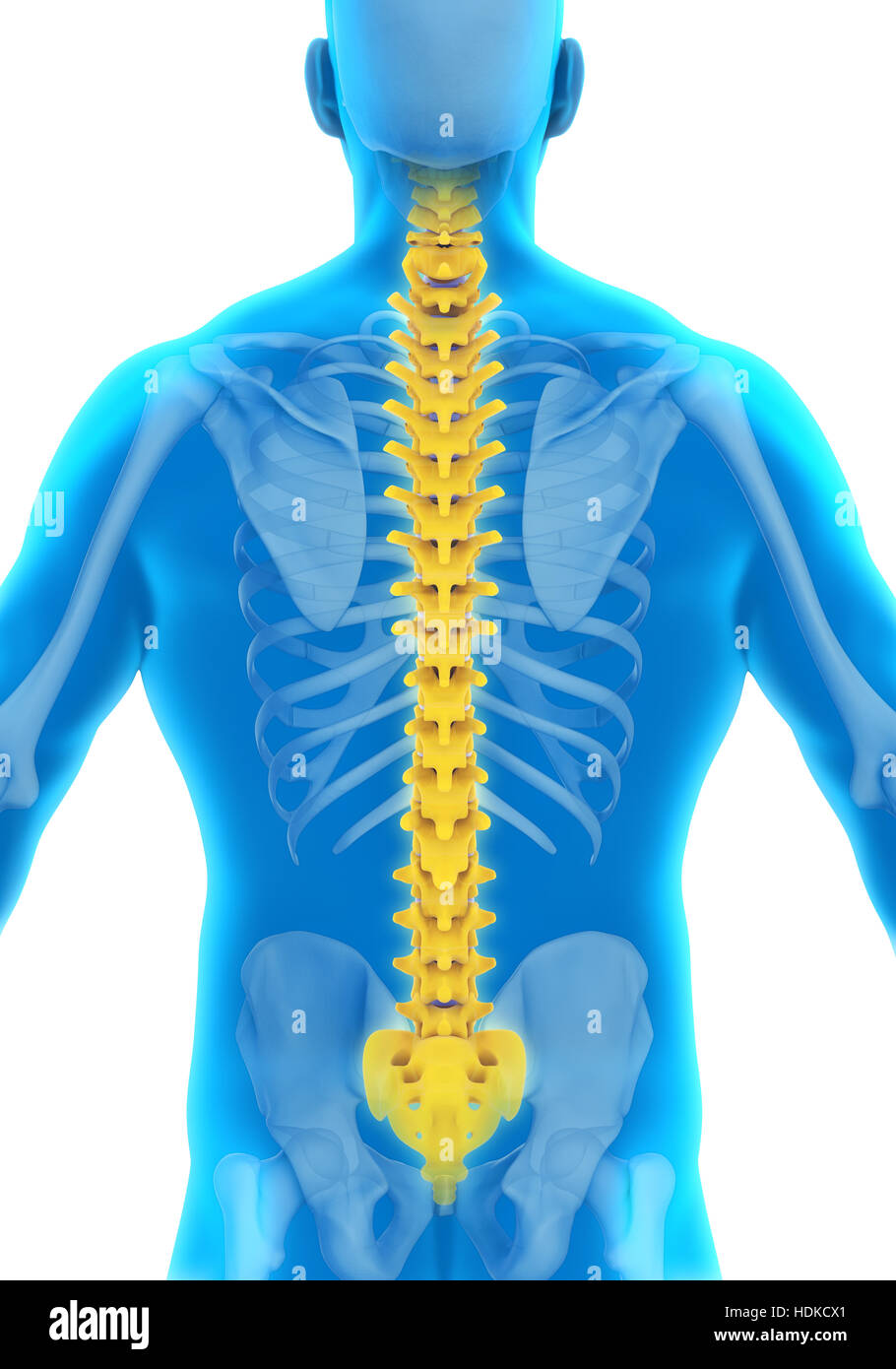 Human Spine Anatomy Stock Photo - Alamy