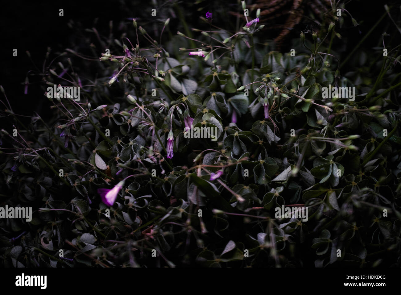 random plant, flower, white, purple, green, dark Stock Photo - Alamy