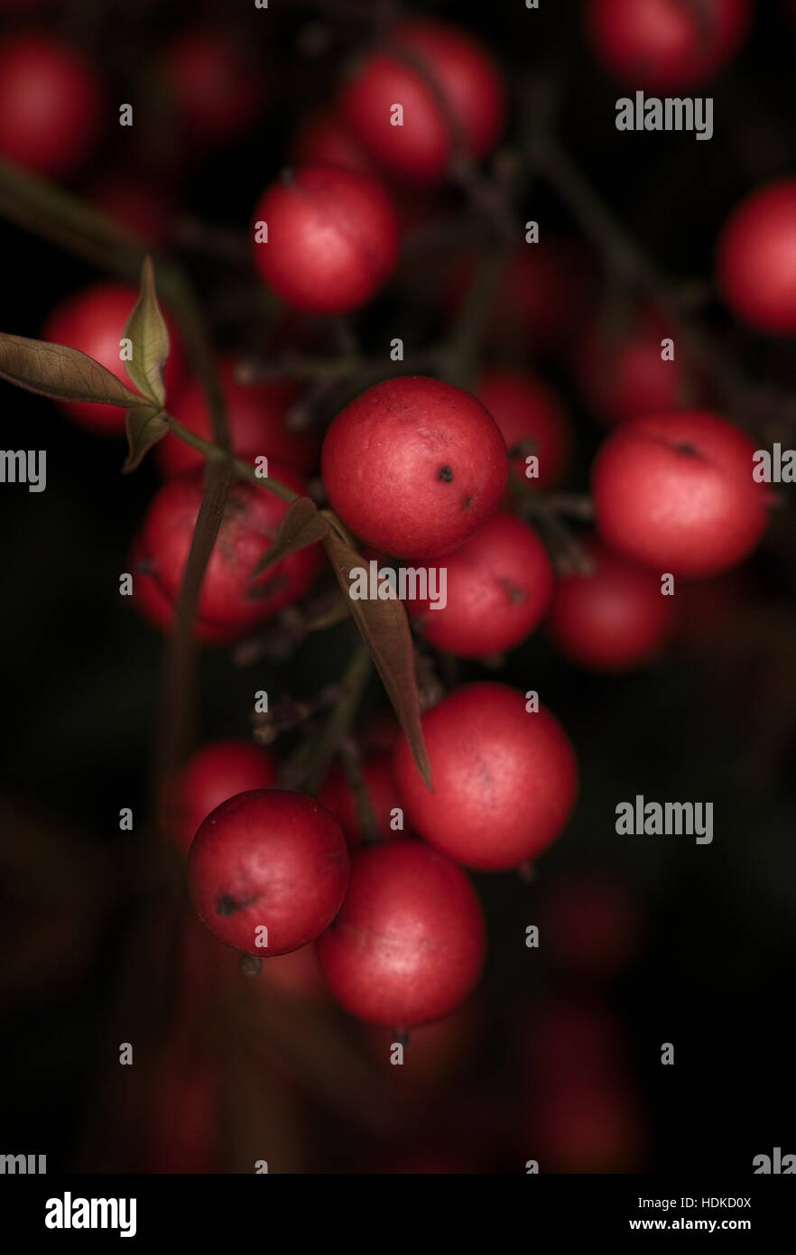 random plant, fruit, seed, nut, red, dark Stock Photo - Alamy