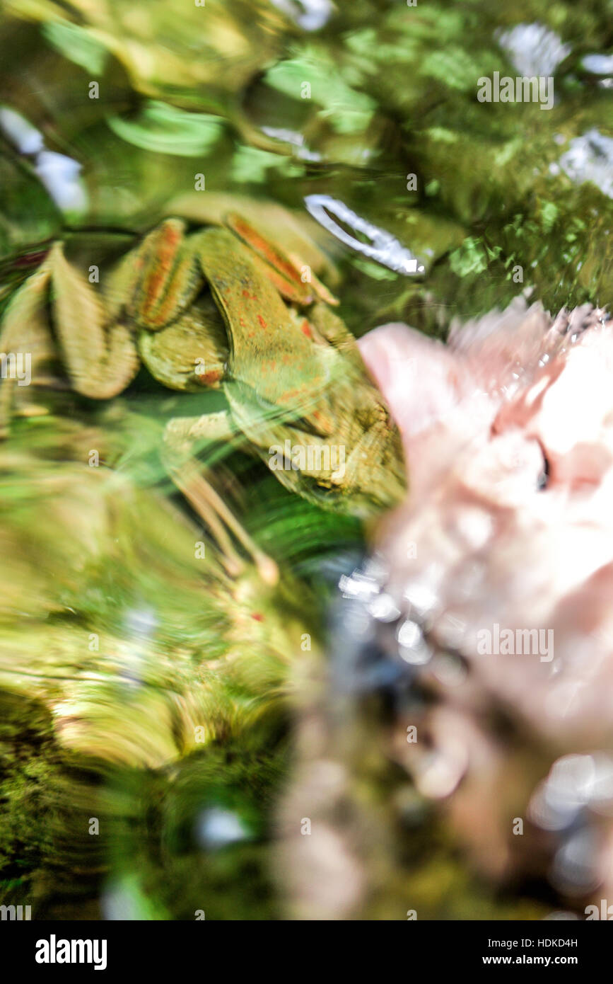 flog, river, green, pink, white, water, summer Stock Photo - Alamy