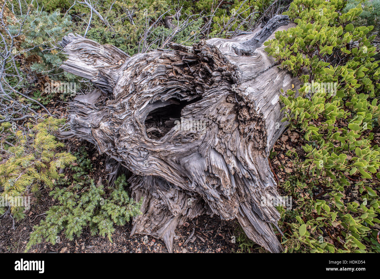 random tree fallen tree, yosemite national park Stock Photo - Alamy