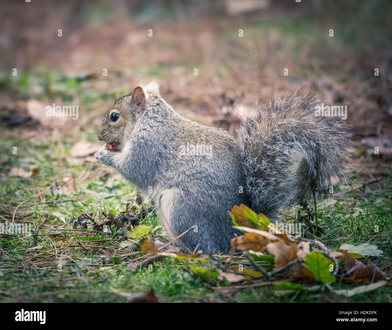 Grey squirrel in the woods Stock Photo - Alamy