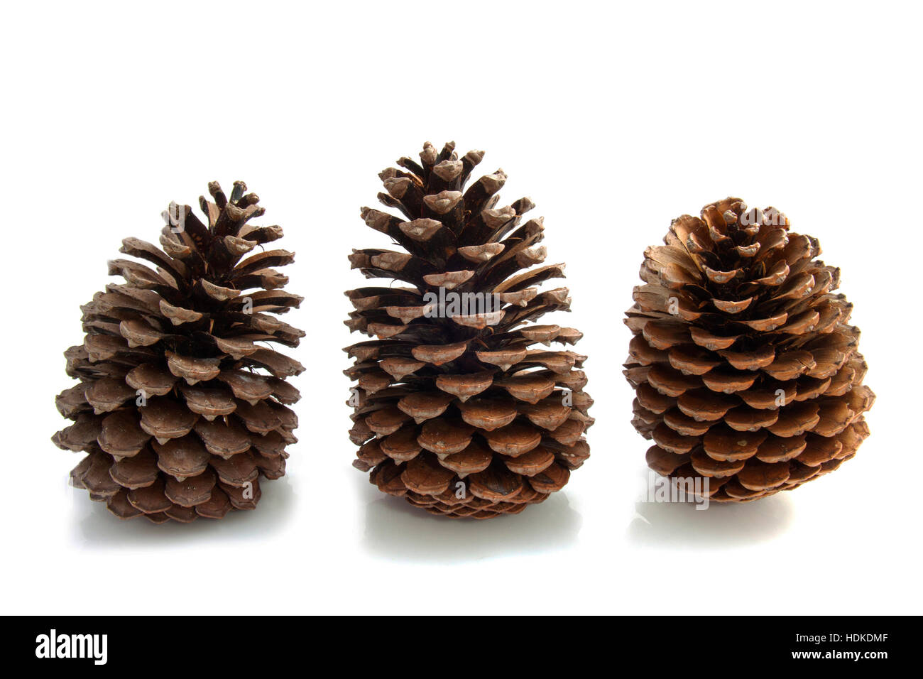 Pines icon hi-res stock photography and images - Alamy