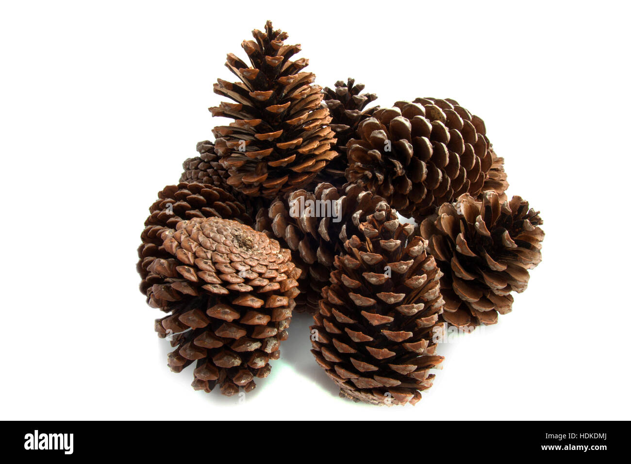 Pine cone icon on Cut Out Stock Images & Pictures - Alamy