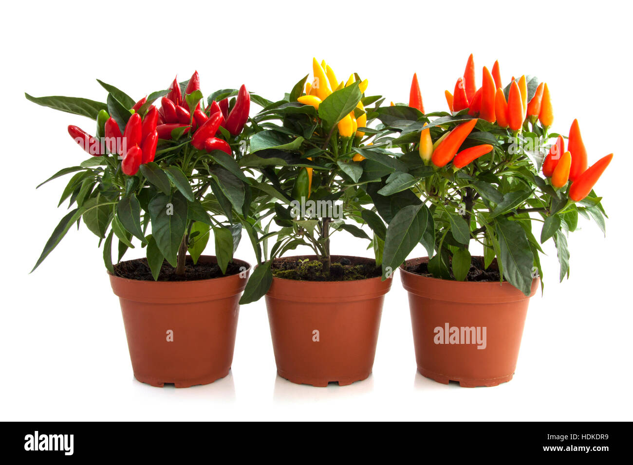 Chilli pepper plants Cut Out Stock Images & Pictures - Alamy