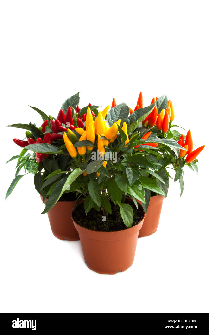 Pepperoni plants Cut Out Stock Images & Pictures - Alamy