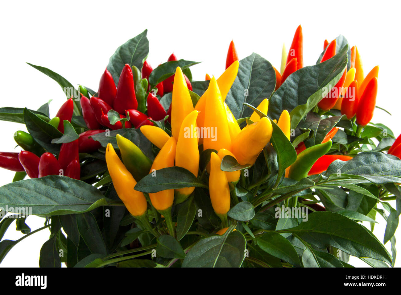 Colorfull pepper plants on a white background Stock Photo - Alamy