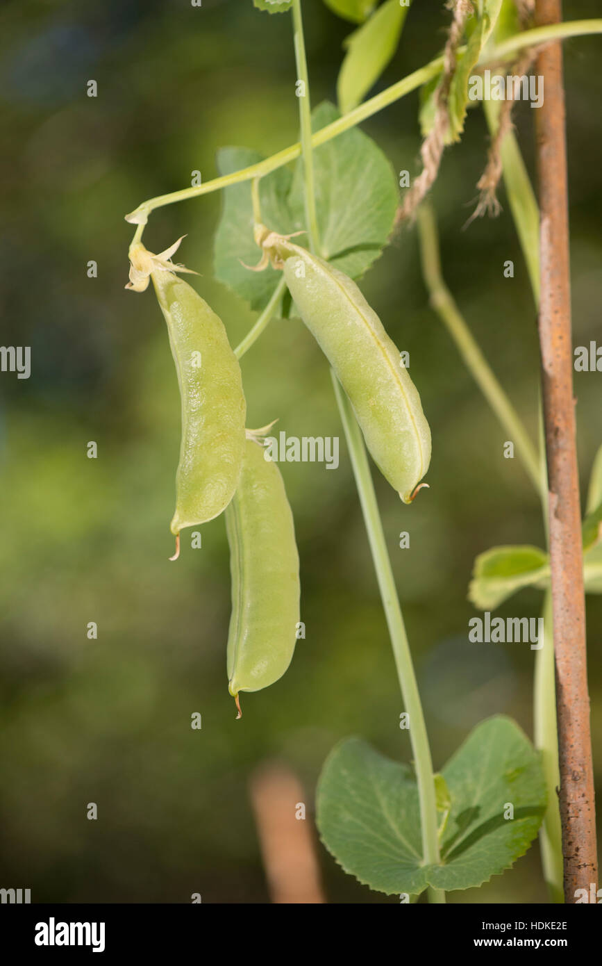 Pea pod peas in hi-res stock photography and images - Alamy