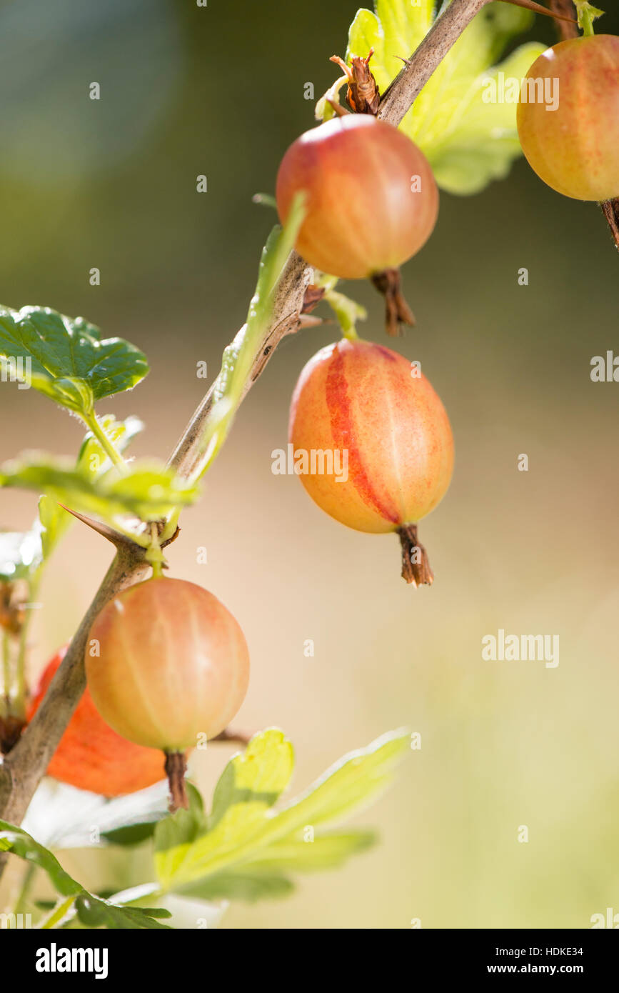 Gooseberries growing on bush in garden. Fresh and ripe summer berries ...