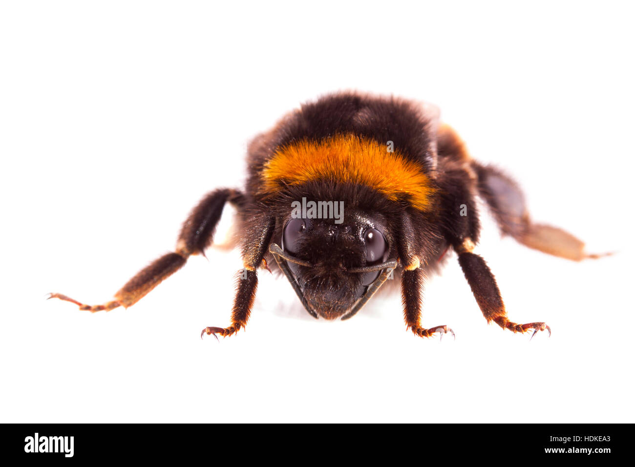 Bumblebee isolated hi-res stock photography and images - Alamy