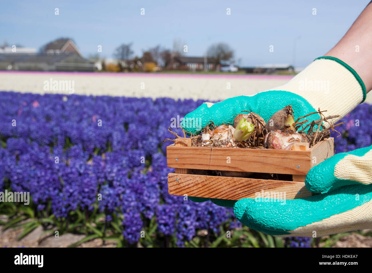 Two hands holding a crate with flower bulbs Stock Photo - Alamy