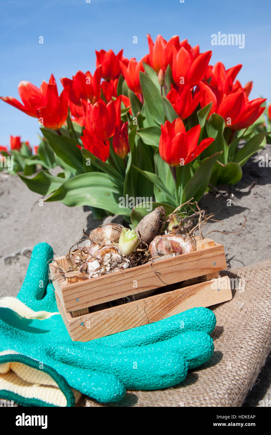 Hyacinth plant bulb garden hole hi-res stock photography and images - Alamy